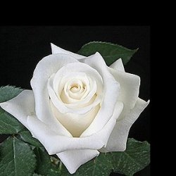 Imaginings of a White Rose: Good Night